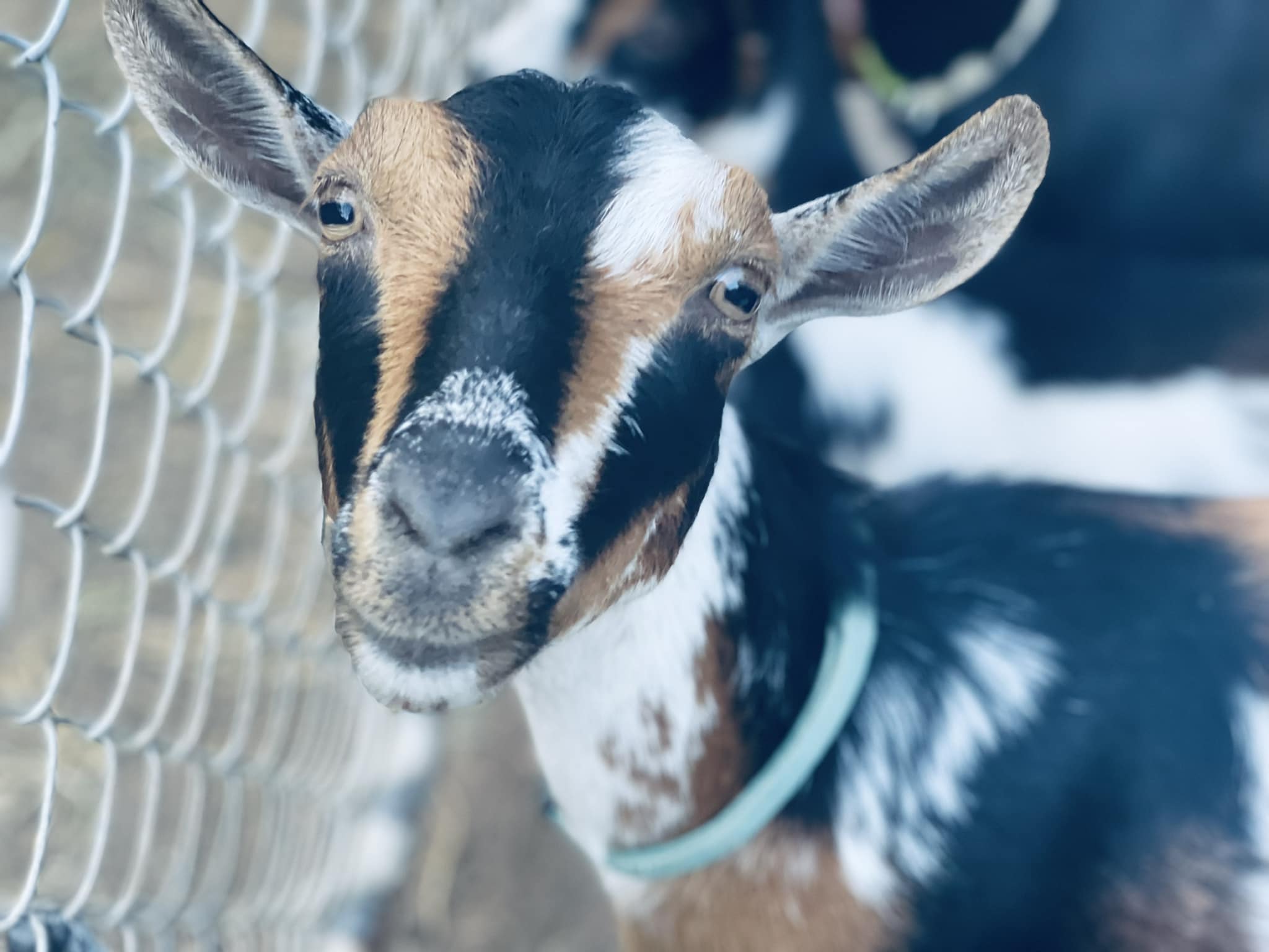 Services – Goat Milk Revolution