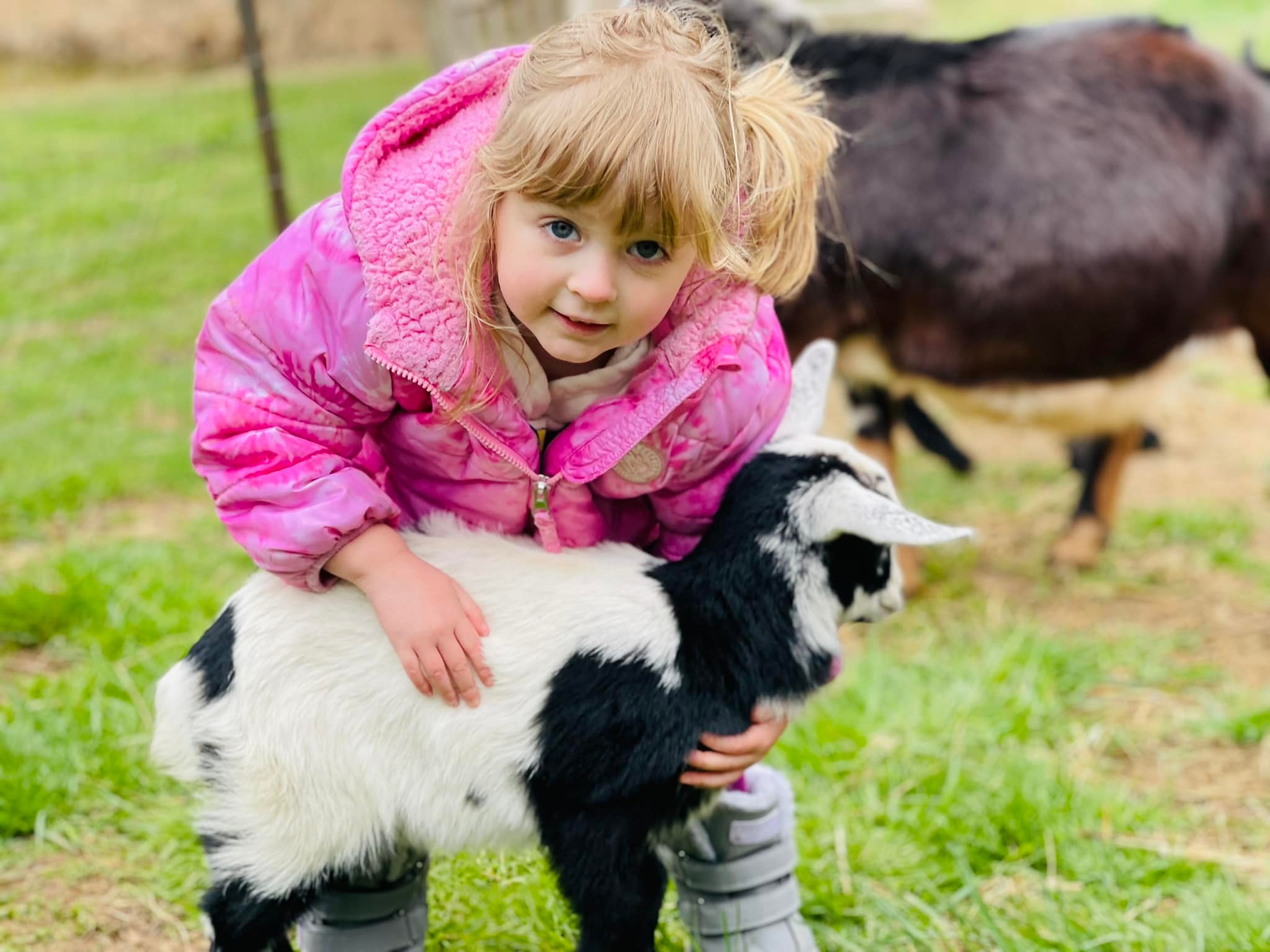 Services – Goat Milk Revolution